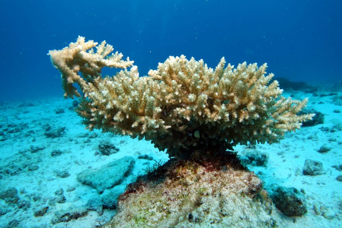 Scientific mission The biodiversity of coral reefs of north-east ...